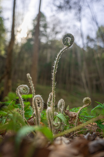 Fern Gully // Hocking Hills Spring Bloom 2024 | Explored Perspective