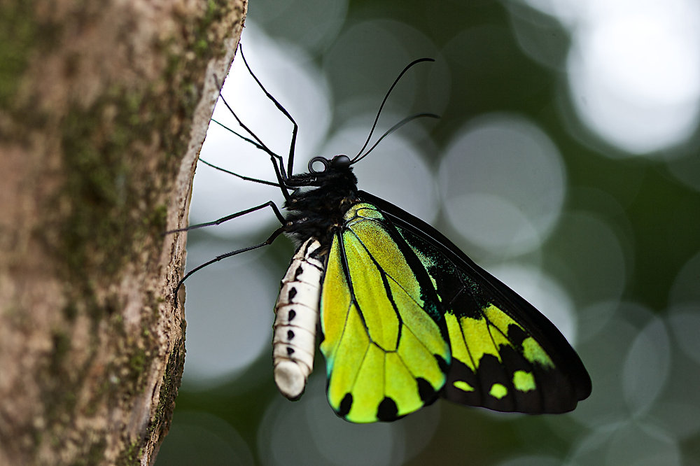 Quick & Dirty Macro: Stunning Close-Ups Without a Macro Lens