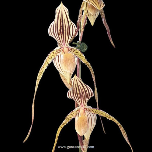 Buy Paphiopedilum Isabel Booth BS Orchid Online | Orchid Plants for ...