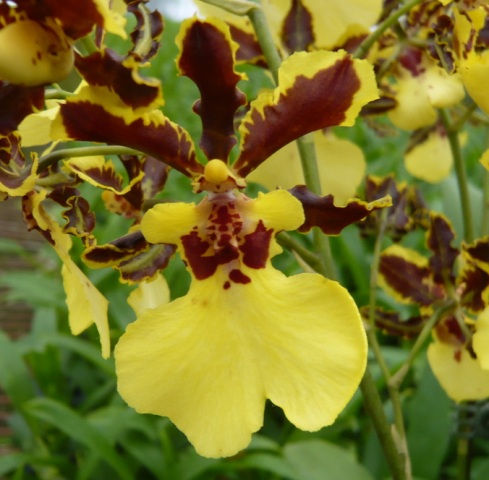 How to Grow: Oncidium Orchid Care