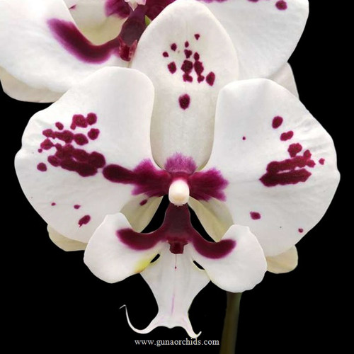Buy Phalaenopsis OX Goatee BS Orchid Online | Orchid Plants for Sale ...