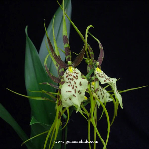 Buy Brassia Rex MS Orchid Online | Orchid Plants for Sale | Guna Orchids