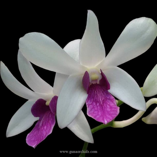 Buy Dendrobium Woo Leng Orchid Online | Orchid Plants for Sale | Guna ...