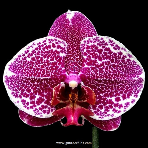 Buy Phalaenopsis OX Burgundy Orchid Online | Orchid Plants for Sale ...