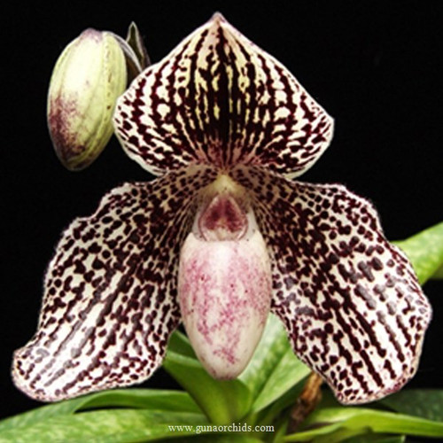 Buy Paphiopedilum Rolfei Orchid Online | Orchid Plants for Sale | Guna ...