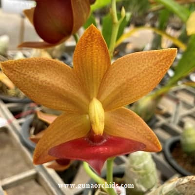 Buy Cycnodes Jumbo Micky Orchid Online | Guna Orchids