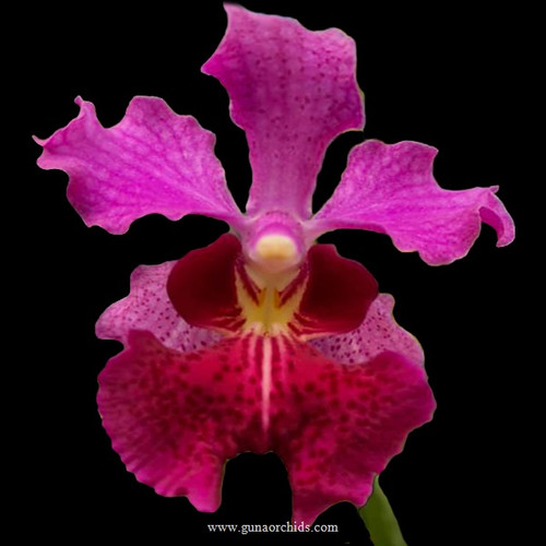Buy Papilionanda Ruby Prince Orchid Online | Guna Orchids