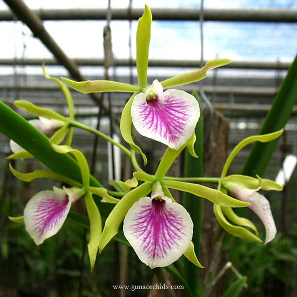 Rare and Exotic Orchids for Sale in India | Buy Special Orchids Online ...
