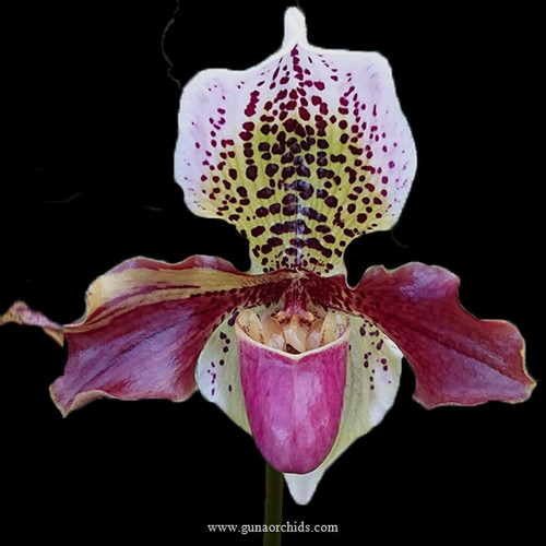 Buy Paphiopedilum Favorlang Galaxy BS Orchid Online | Orchid Plants for ...
