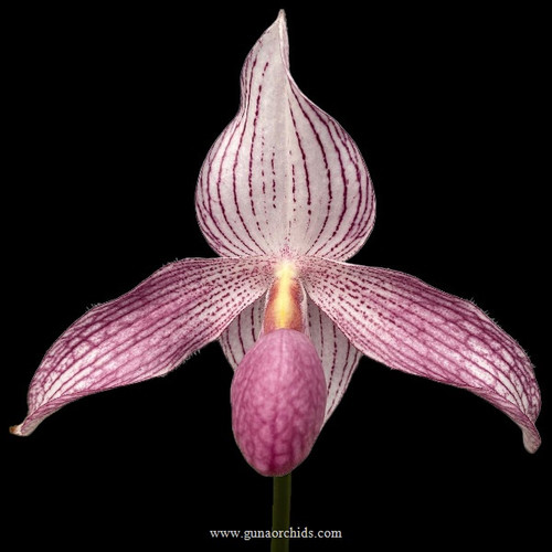 Buy Paphiopedilum Delrosi BS Orchid Online | Orchid Plants for Sale ...