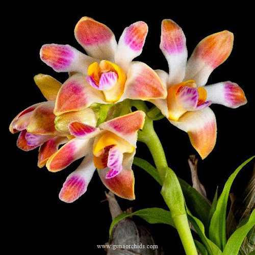 Buy Chysis Limminghei Orchid Online | Guna Orchids
