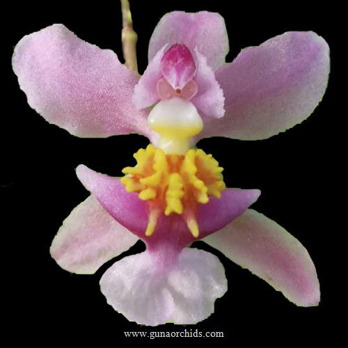 Buy Oncidium Twinkle Pink Orchid Online | Guna Orchids
