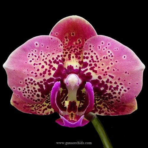Buy Phalaenopsis OX Luna Rosa Orchid Online | Orchid Plants for Sale ...