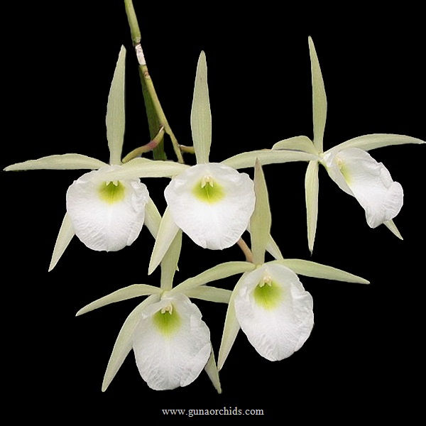 Buy Brassavola Perrini Orchid Online | Guna Orchids