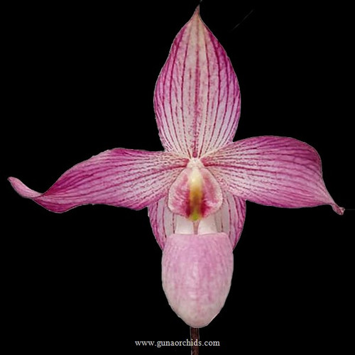 Buy Paphiopedilum Harumi BS Orchid Online | Orchid Plants for Sale ...