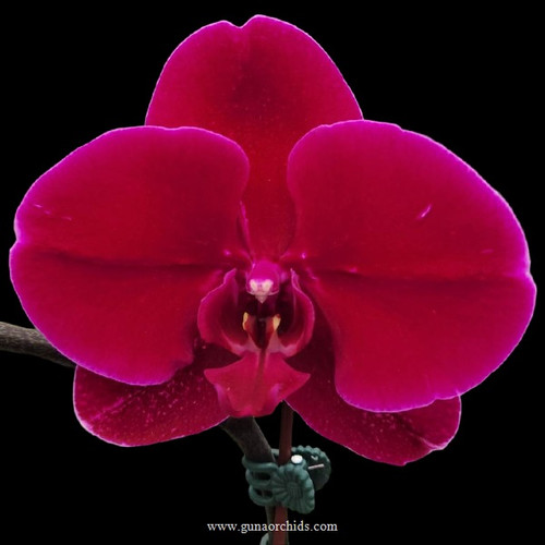 Buy Phalaenopsis OX Lion King Orchid Online | Orchid Plants for Sale ...