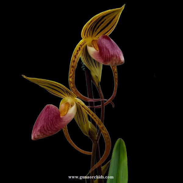 Buy Paphiopedilum Shin Yi Formosa BS Orchid Online | Orchid Plants for ...