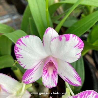 Buy Dendrobium Enobi Purple 'Splash' BS - 8" Pot Orchid Online | Orchid ...
