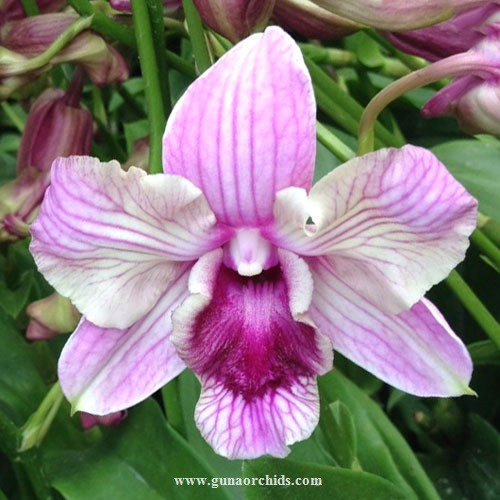 Buy Dendrobium Pink Stripe Mutate Orchid Online | Guna Orchids