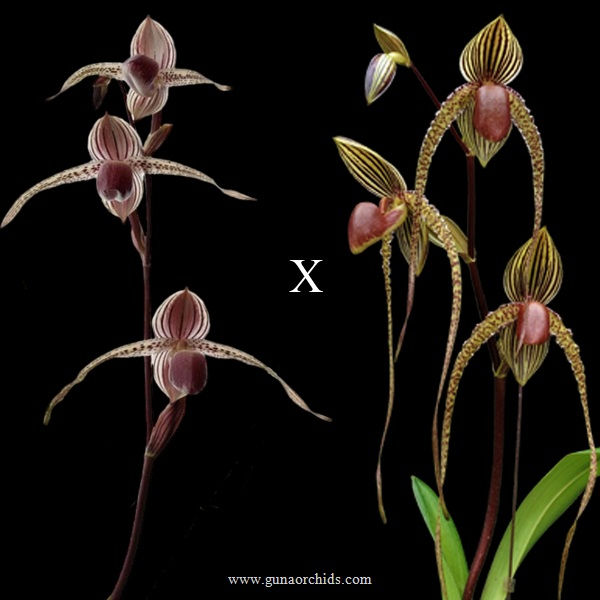 Paphiopedilum Orchids for Sale | Buy Lady's Slipper Orchid Plants ...