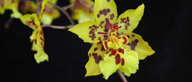How to Grow: Oncidium Orchid Care