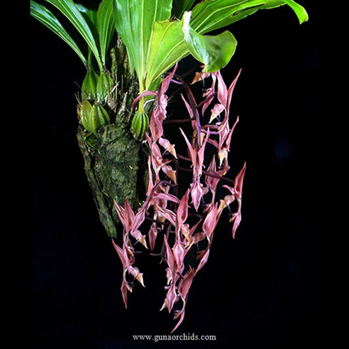 Buy Gongora Unicolor Orchid Online | Guna Orchids