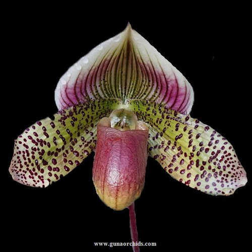 Buy Paphiopedilum Hsinying Art Pie x Ruby Leopard BS Orchid Online ...