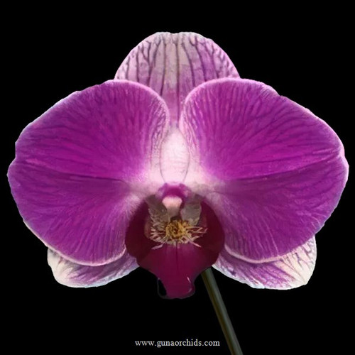 Buy Phalaenopsis KV Panda Orchid Online | Orchid Plants for Sale | Guna ...