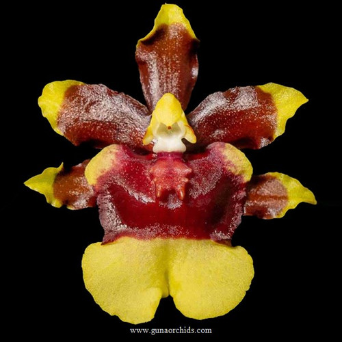 Buy Oncidium Space Race 'Coco' Orchid Online | Guna Orchids