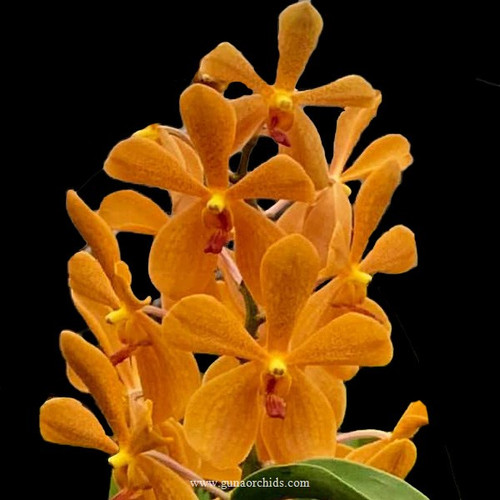 Buy Mokara Omyai Orange Orchid Online | Orchid Plants for Sale | Guna ...