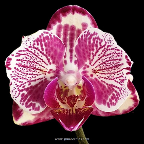 Buy Phalaenopsis OX Benita MS Orchid Online | Orchid Plants for Sale ...