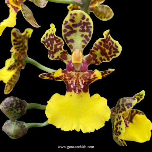 Buy Trichocentrum Bai Pai BS Orchid Online | Orchid Plants for Sale ...