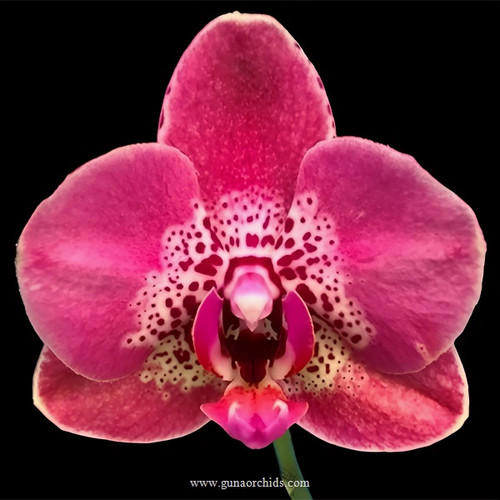 Buy Phalaenopsis OX Padparadscha BS Orchid Online | Orchid Plants for ...