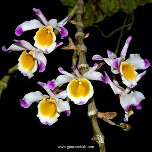 Buy Dendrobium Pendulum BS Orchid Online | Orchid Plants for Sale ...