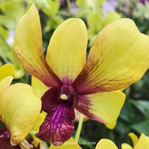 Buy Dendrobium Yellow Splash BS Orchid Online | Orchid Plants for Sale ...