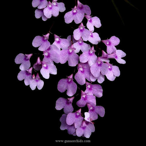Buy Ionopsis Utricularioides Orchid Online | Guna Orchids
