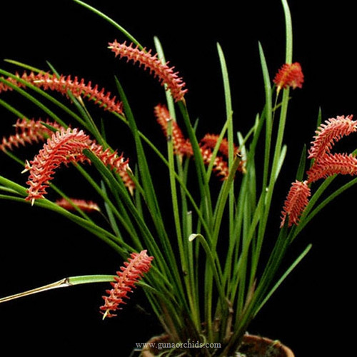 Buy Dendrobium Wenzelii Orchid Online | Guna Orchids