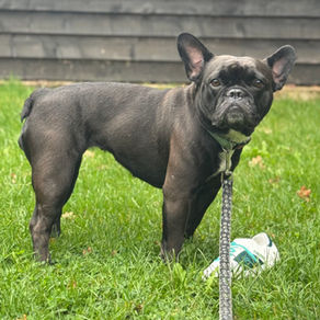 Stray Dogs | Wallace Kennels Dog Rescue | Brentwood