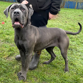 Stray Dogs | Wallace Kennels Dog Rescue | Brentwood