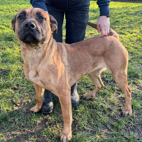 Stray Dogs | Wallace Kennels Dog Rescue | Brentwood