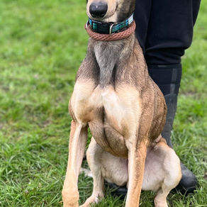 Stray Dogs | Wallace Kennels Dog Rescue | Brentwood