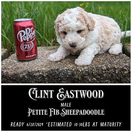 MINI SHEEPADOODLE PUPPIES | countryroadspuppies