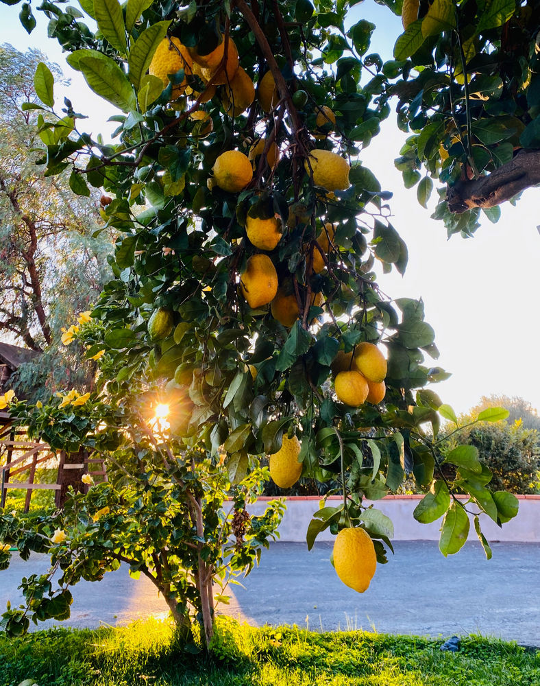 Flavors of Sicily | Lemon Heaven