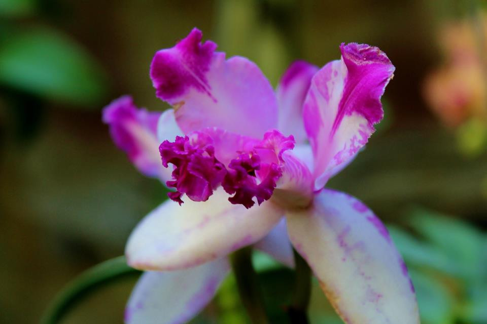 Amber Helton Photography