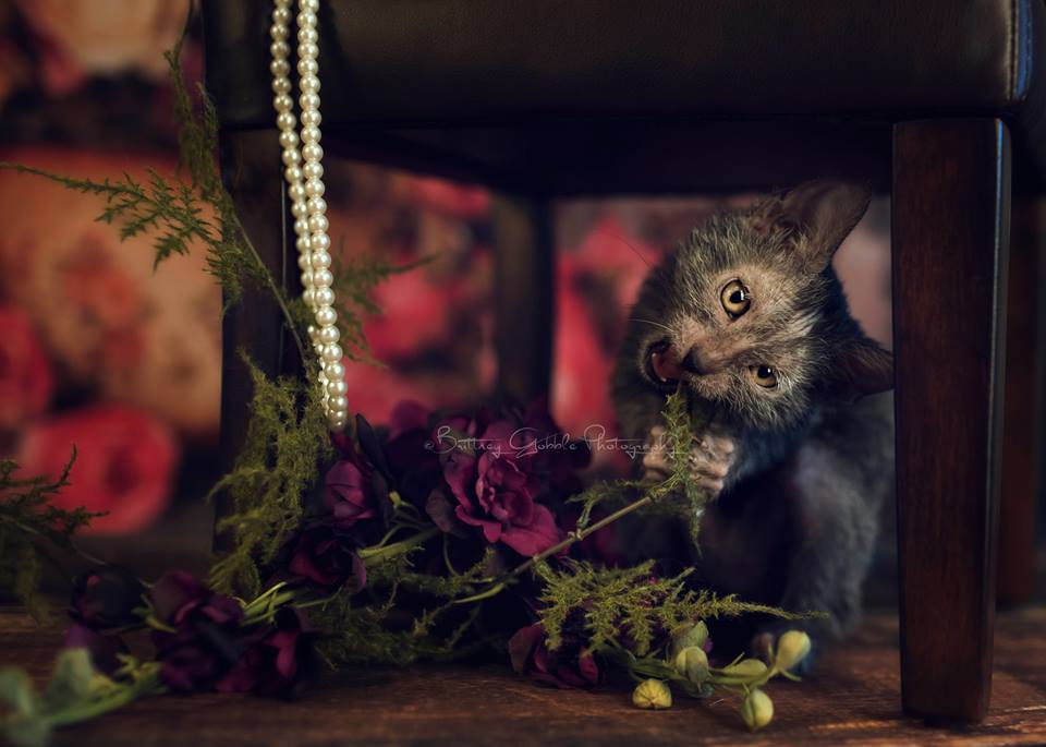 Lykoi Brasil - Gênnetos Gatil