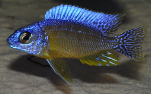 Protomelas sp. steveni taiwan Ngkuyo Reef | E-V-A