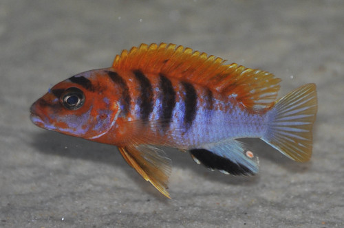Labidochromis hongi red Sweden | E-V-A