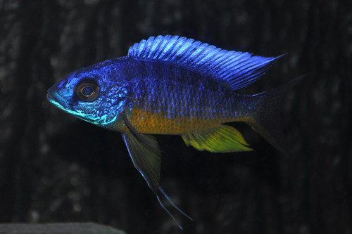 Protomelas spilonotus Tanzania | E-V-A