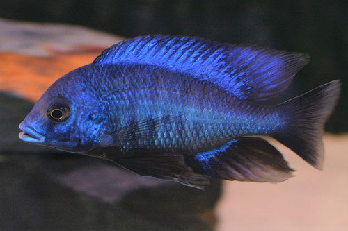 Protomelas annectens Chizumulu | E-V-A