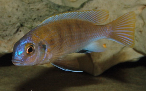 Metriaclima patricki Chidunga Rocks | E-V-A